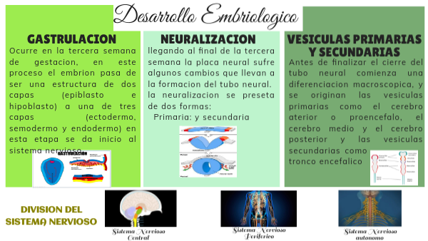 Infografía Anatomía | Genially