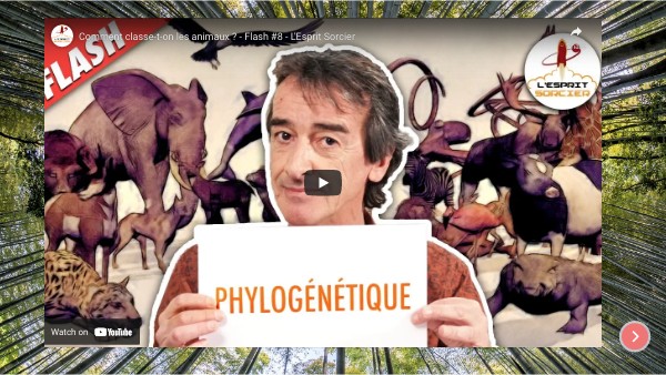 classement des animaux