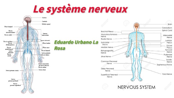 Le systeme nerveux | Genially