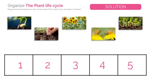 Plant life cycle | Genially