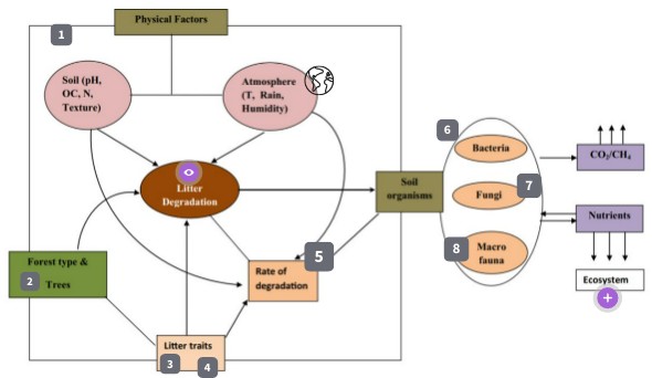 componentes de la descomposicion | Genially