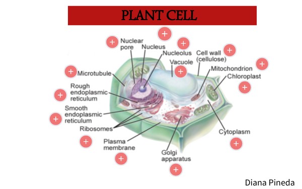 interactive image plant cell | Genially