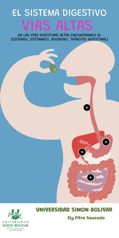 Vías digestivas altas | Genially