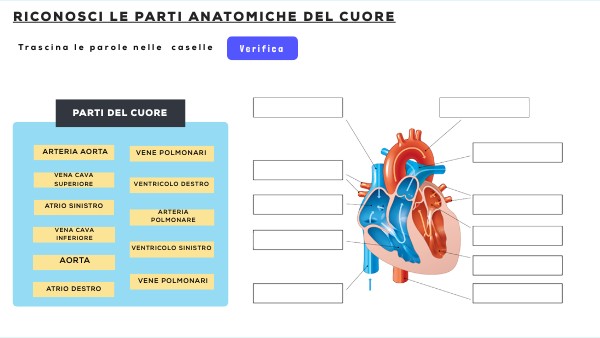 22. Il cuore