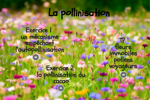pollinisation