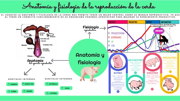 Evidencia 4. Anatomía y fisiología de la cerda | Genially