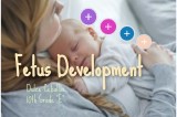 Fetus Development-4E-Ceballos Dulce-02
