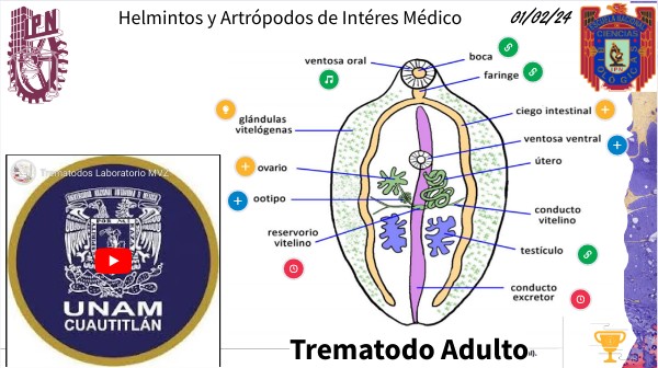 Morfología de trematodos