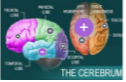 Parts of the Brain | Genially