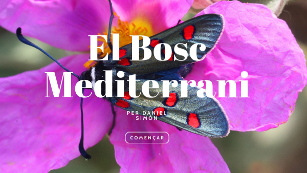 El bosc mediterrani