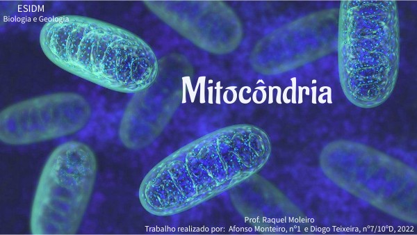 Mitocôndria