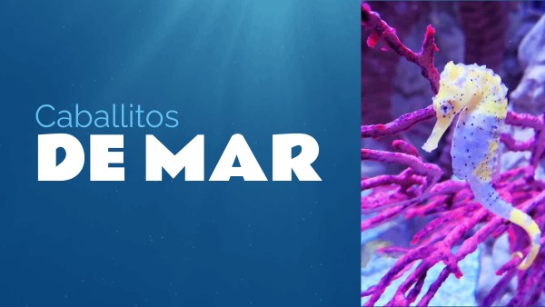 Caballitos de mar | Genially