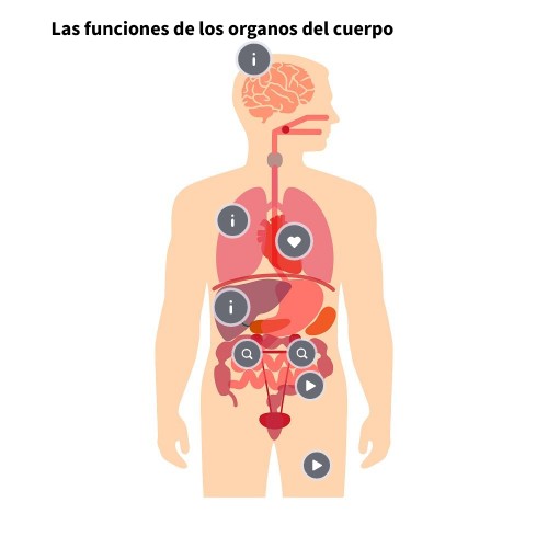 Algunas funciones de los organos del cuerpo humano | Genially