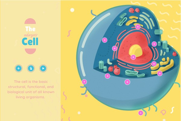 The eukaryotic cell | Genially