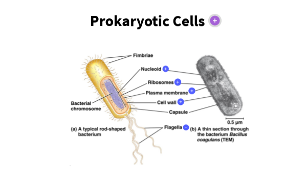 Cell Types & Organelles | Genially