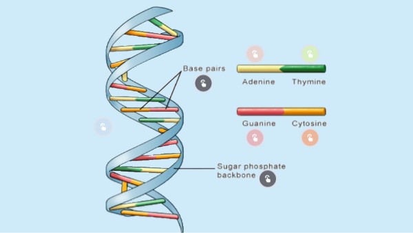 Moléculas del ADN | Genially
