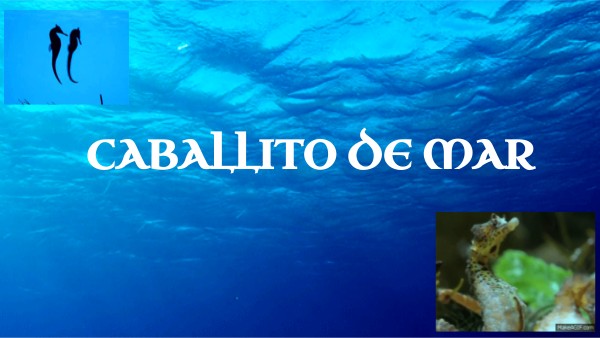 caballito de mar | Genially