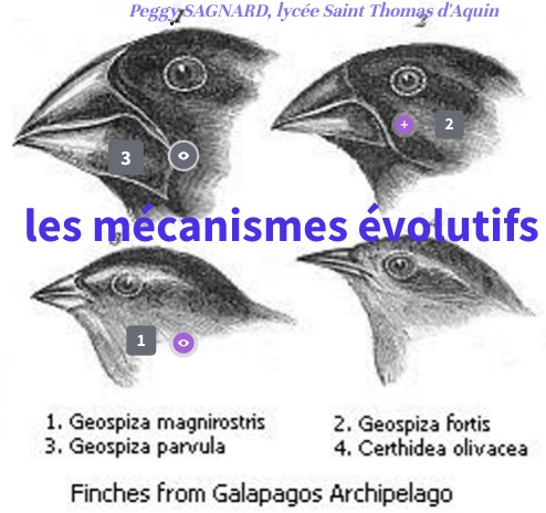 2nde : Les mécanismes évolutifs | Genially