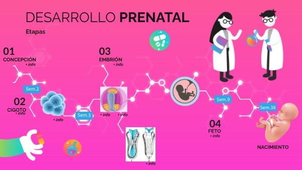 Etapas del Desarrollo Prenatal