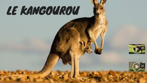 le kangourou | Genially