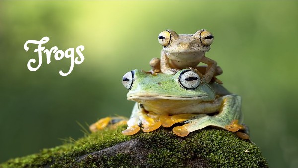 The life cycle of a frog | Genially