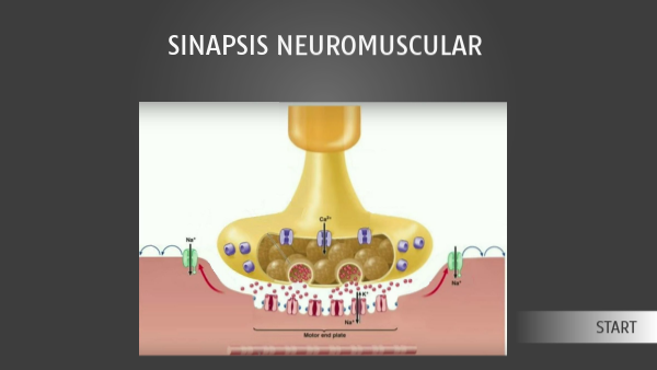 Mecanismos en la unión neuromuscular | Genially