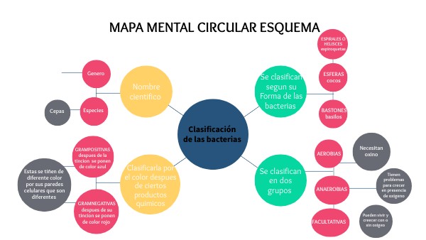 MAPA MENTAL CIRCULAR ESQUEMA