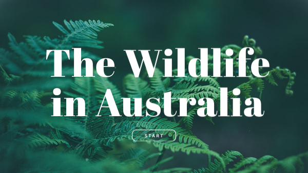 The wildlife in Australia | Genially