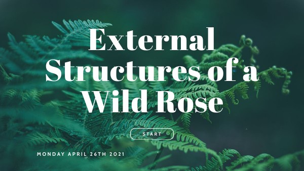 External structures of a wild rose | Genially