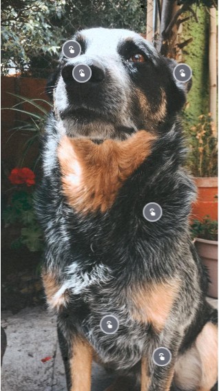 DESCRIBING MY PET | Genially