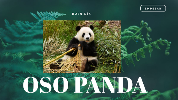 OSO PANDA