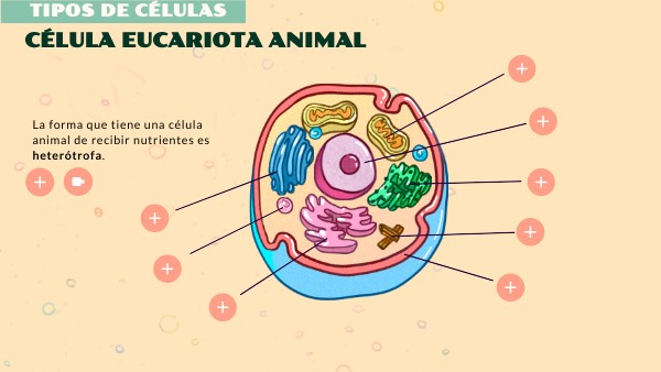 TIPOS DE CÉLULAS h | Genially