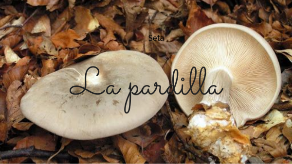 La pardilla | Genially