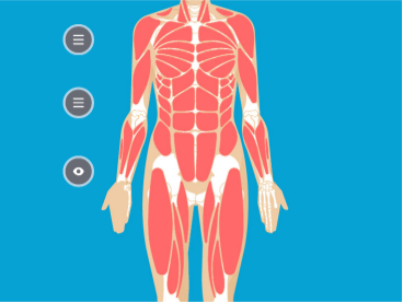 Muscular system