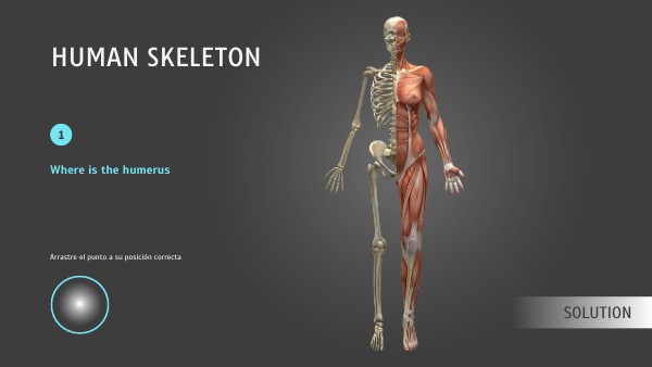 human skeleton | Genially