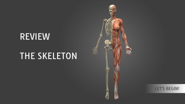 The Skeleton | Genially