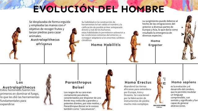 ETAPAS DE EVOLUCIÓN HUMANA | Genially