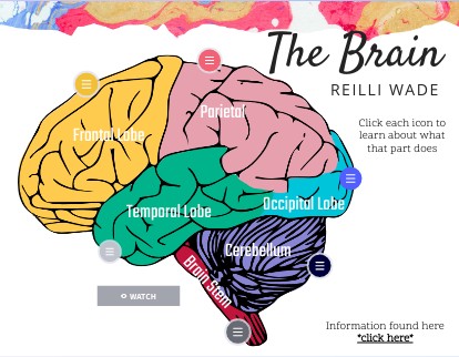 The Parts of the Brain