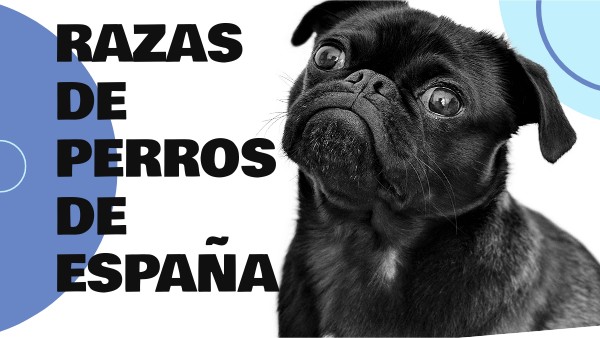 RAZAS DE PERROS ESPAÑOLES | Genially