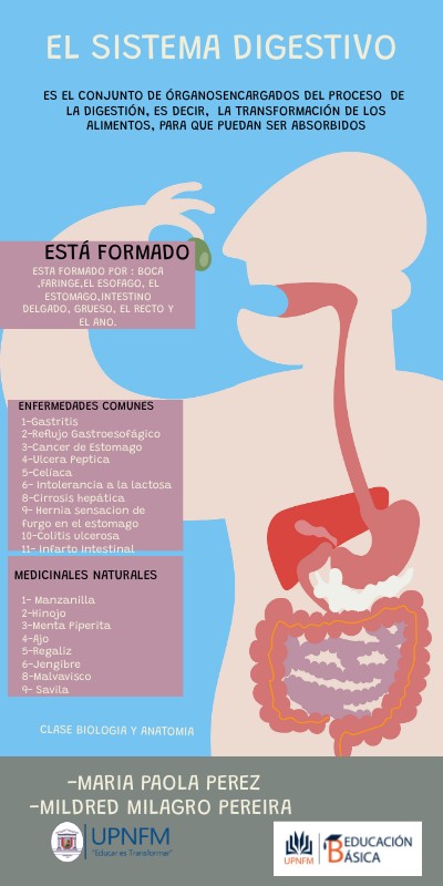 INFOGRAFÍA S. DIGESTIVO | Genially