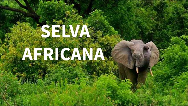 PRESENTACION SELVA AFRICANA | Genially