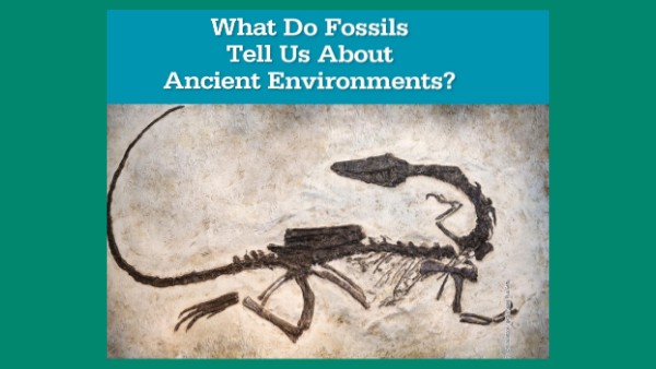 5th Fossils Lesson 1 | Genially