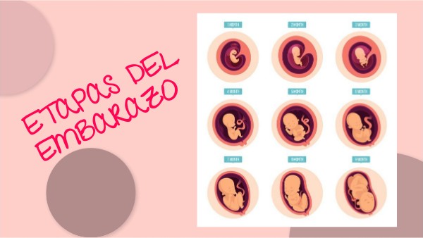 Etapas del embarazo | Genially