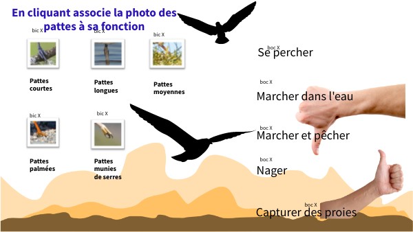 Paires Pattes oiseaux Act 4 Joelle