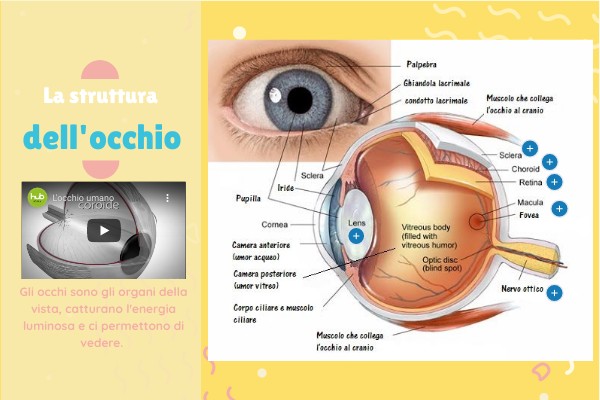L'occhio e il fenomeno della visione