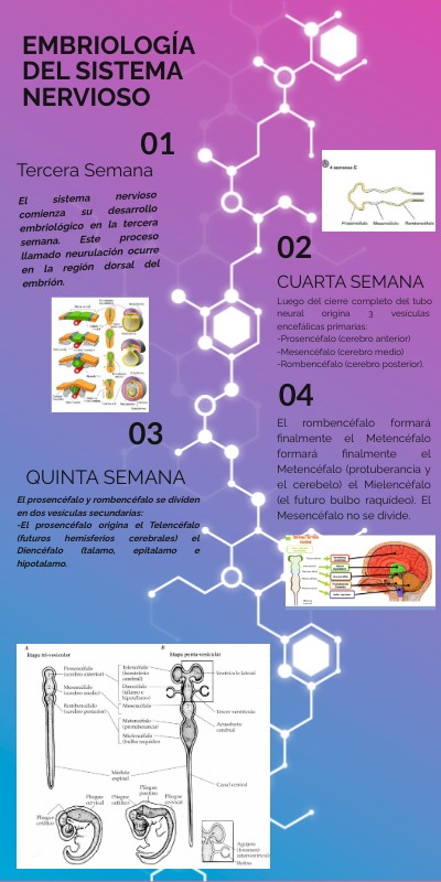 Desarrollo embriológico del sistema nervioso