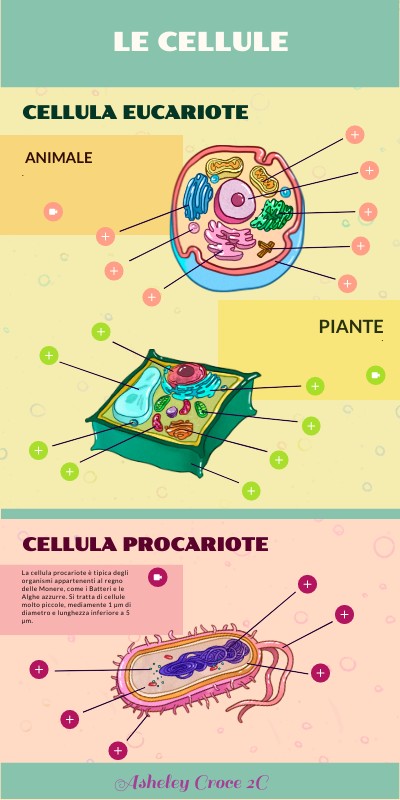 LE CELLULE | Genially