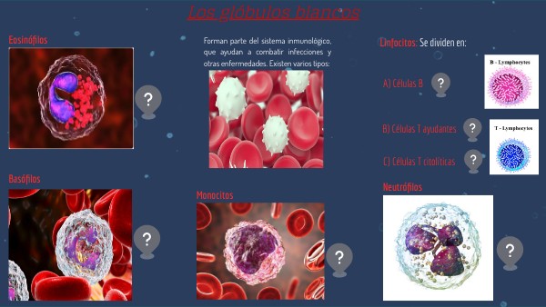 Infografía de los glóbulos blancos (Fabricio Agip Arnao) | Genially