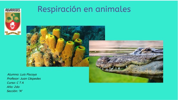 Respiración en los animales