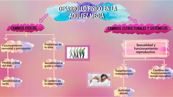 DESARROLLO FISICO EN LA ADULTEZ MEDIA